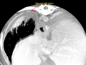 CT - Recurrent pyothorax with lymphadenitis in a 7 year old F Beagle ...