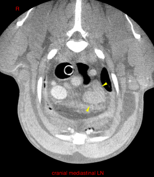 CT - Recurrent pyothorax with lymphadenitis in a 7 year old F Beagle ...
