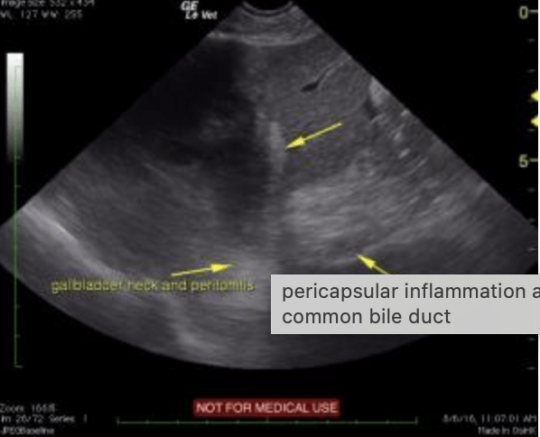 Ruptured gallbladder mucocele and bile peritonitis in a 6 year old FS ...
