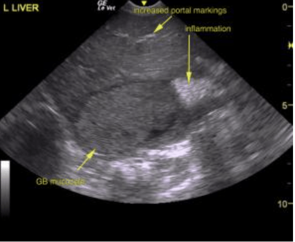 Inflamed gallbladder mucocele, surgical emergency, in a 12 year old FS ...
