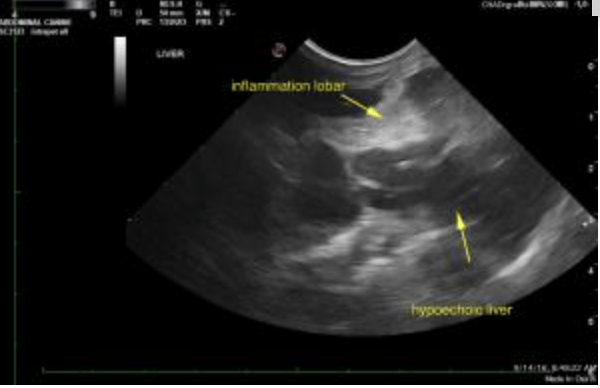 Liver lobe torsion in a 8 year old MN rabbit