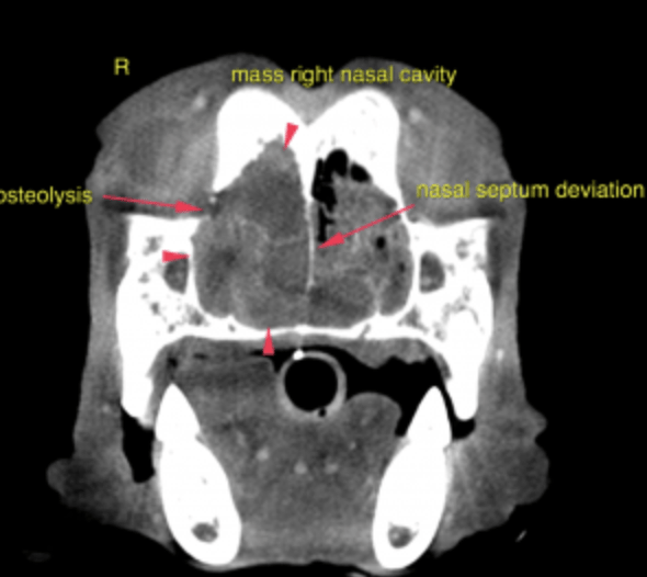 CT - Primary nasal neoplasia in a 10 year old FS Chow Chow