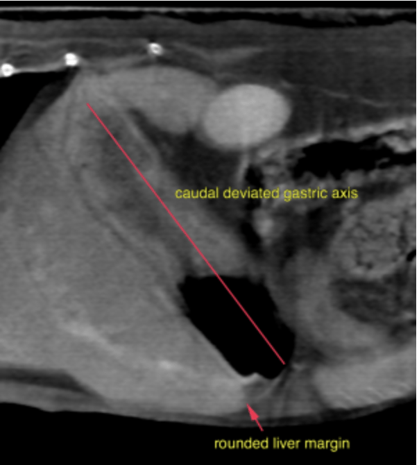 CT - Confirmation of left adrenal mass in a 15 year old FS Yorkshire ...
